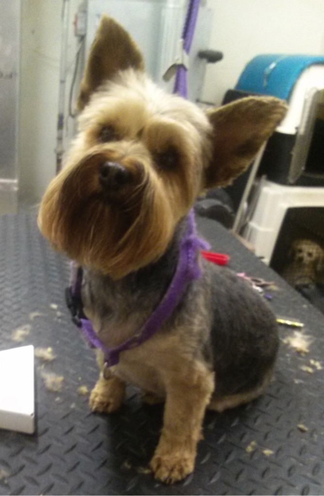 Grooming Before and After | Canine Academy