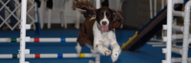 Canine Academy