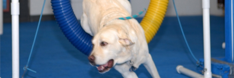 Canine Academy